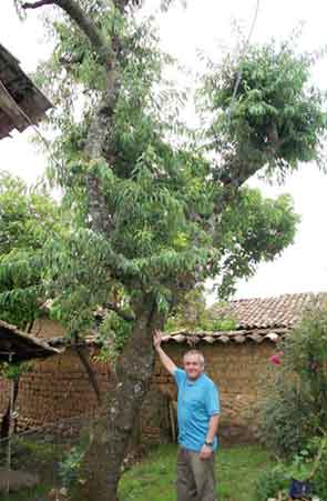 Añoranzas al capulí. Por Guillermo Silva Rodríguez. Carlos E. Quevedo ...